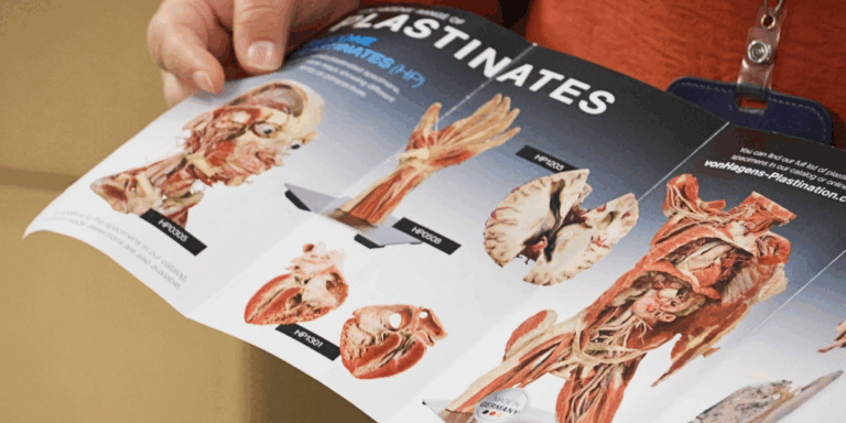 5 Reasons Why Plastinated Specimens Are an Excellent Alternative to ...